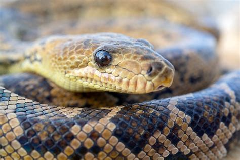 Premium Photo The Snake Chilabothrus Angulifer The Cuban Boa And