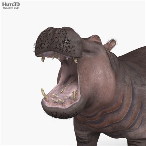 Roaring Hippopotamus D模型 动物 on DModels