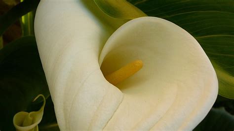 How To Harvest Calla Lily Bulbs Grow Flovers