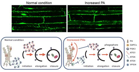 上海交通大学植物激素和种子发育研究组