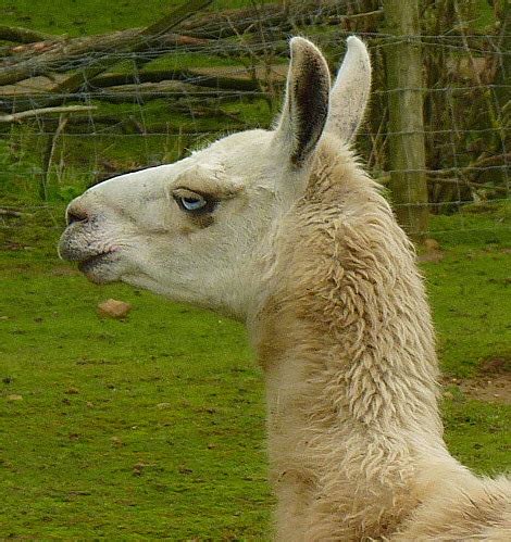 Birding For Pleasure Llama Lovelies