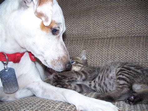 Ruby Sue And Bo By Reesessweetie On Deviantart