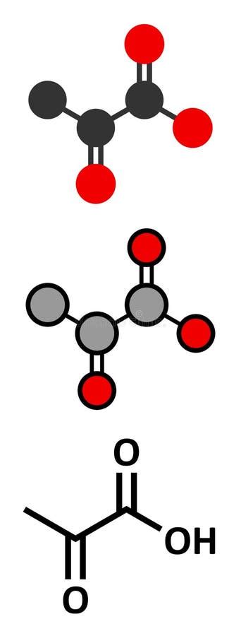 Pyruvic Acid Pyruvate Molecule Structural Chemical Formula An Stock