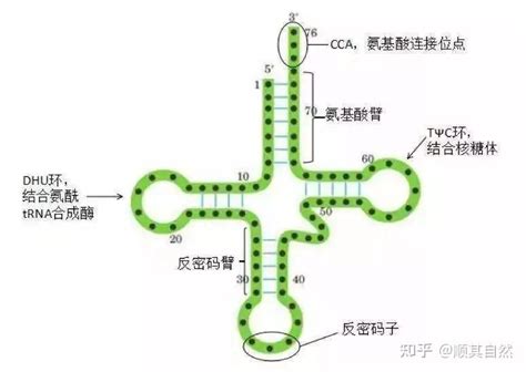 Mrna、trna、rrna在蛋白质合成中的作用 知乎