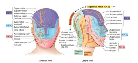 Face Scalp Flashcards Quizlet