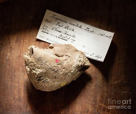 Fossil Bivalve Photograph By Natural History Museum London Science Photo Library Pixels