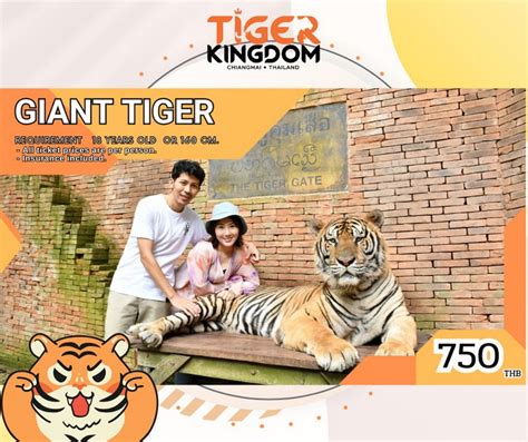 Tiger Kingdom Chiang Mai Get Up Close And Personal
