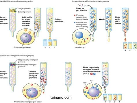 Hydrophobic Interaction Chromatography 1