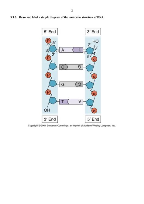 33 Dna Structure Notes Pdf 33 Dna Structure Notes Pdf