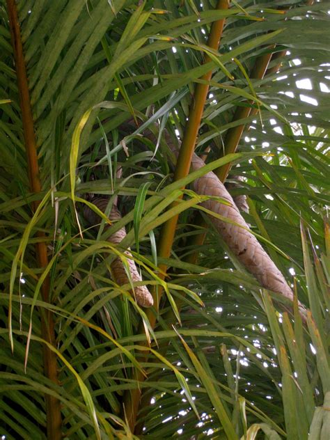 Raphia Australis Discussing Palm Trees Worldwide Palmtalk