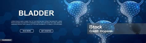 방광 다각형 수평 배너 생식 시스템 머리 승진 기치에 대 한 낮은 폴리 기호 장기 해부학 디자인 템플릿 일러스트 개념 3차원