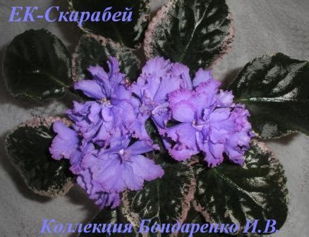 Фиалка ЕК - Скарабей