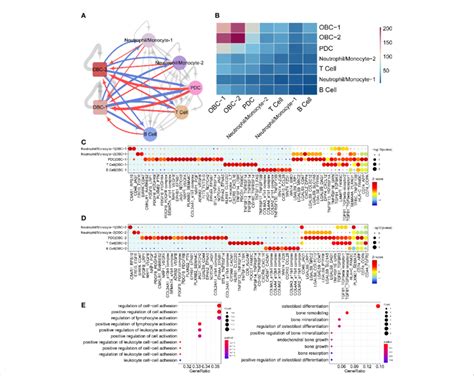 Cell Communication Results Based On Cellphonedb A Cell Communication Download Scientific