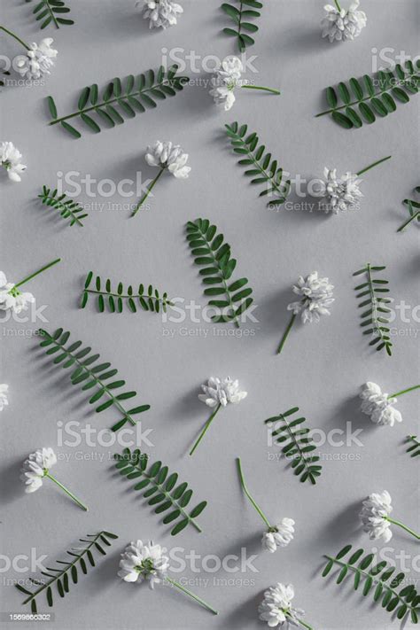 파스텔 배경에 흰색 꽃과 잎으로 만든 창조적 인 여름 구성 아름다운 꽃 레이아웃 자연 개념 맨 위 보기입니다 플랫 레이 0명에 대한 스톡 사진 및 기타 이미지 Istock