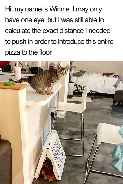 40 Naughty Cats That Deserve Public Shaming Bored Panda