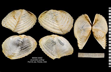 Shell Of The Week The Spiny Piddock