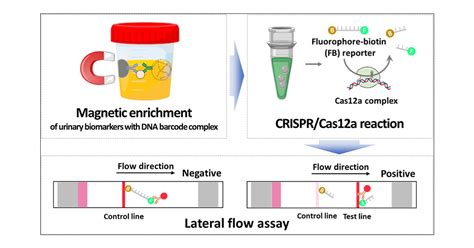 Ultrasensitive Immunomag Crispr Lateral Flow Assay For Point Of Care Testing Of Urinary