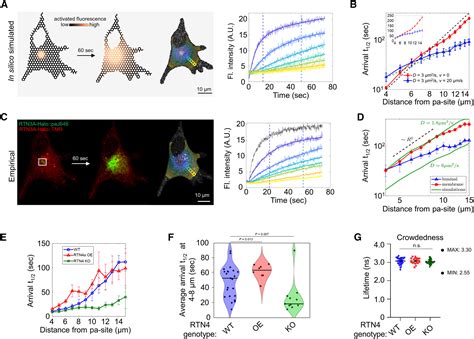 Endoplasmic Reticulum Morphology Regulation By Rtn4 Modulates Neuronal