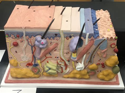 Lab Practical 2 Diagram Quizlet