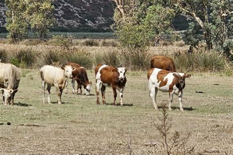 Kefalonia Events 2025 Kefalonia By Anna