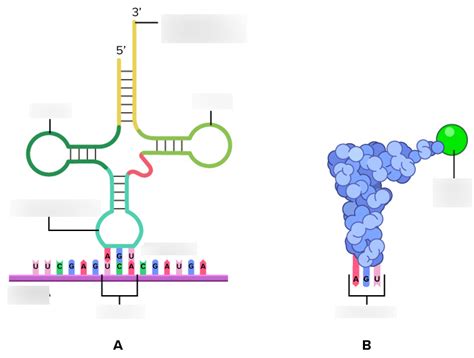 Diagram Of Biol 130 Trna Module 5 Quizlet