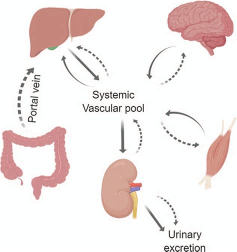 Severe Hyperammonemia From Intense Skeletal Muscle Activity A Rare Case Report And Literature