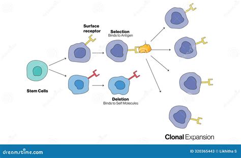 illustration of clonal selection theory in immunology on a white background cartoon vector