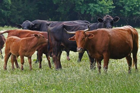 Cows Are Not Going To Solve Global Warming Wsj