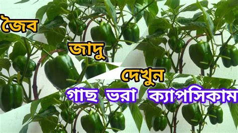 জৈব উপায়ে ক্যাপসিকাম গাছের ফলন বৃদ্ধি করুন ছাদ বাগানে ক্যাপসিকাম চাষ Organik Cultivation
