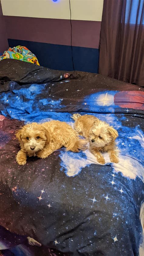 These Are My Birds Podo And Kodo Kodo Is The Green One And Podo Is The Blue One R Budgies