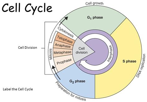 Cell Cell Cycle And Phases Of The Cell Cycle