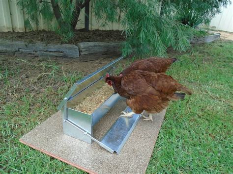 Diy Chicken Feeder Ideas You Can Diy This Weekend