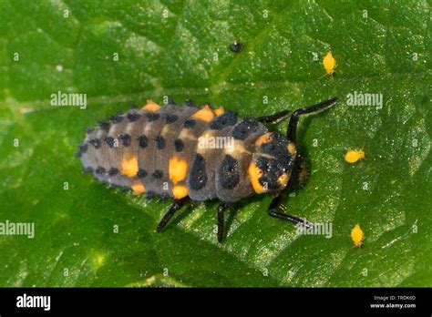 Coccinellidae Larvae