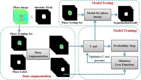 flowchart of the u net model training for phase image segmentation download scientific diagram