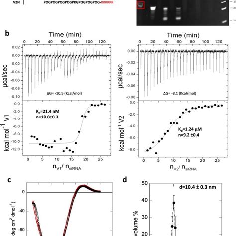 Structural Characterization Of Peptide Sirna Complex A Peptide