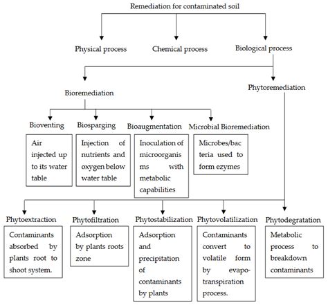 Bioremediation Bacteria Examples