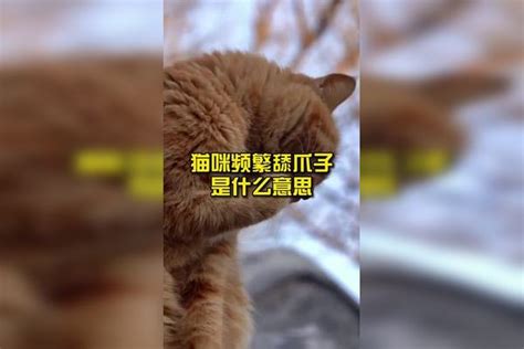 猫咪频繁舔爪子是什么意思