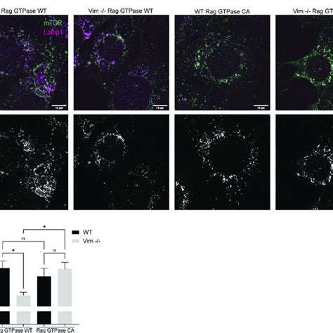 Constitutively Active Rag Gtpase Rescues Mtor Localization In Vim − −