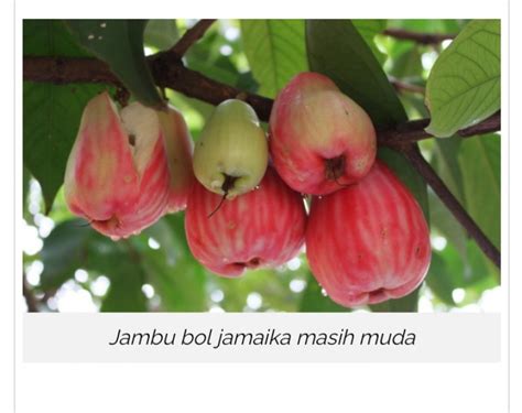 Pohon Jambu Bol Id