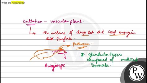 What Are Hydathodes Youtube