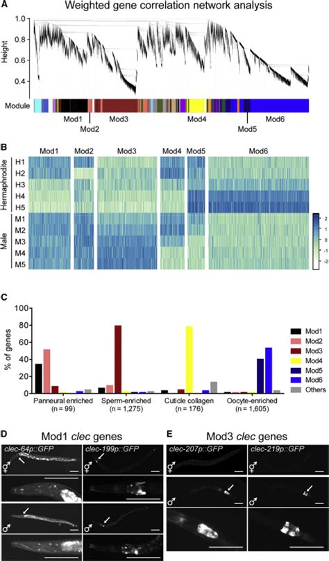 Gene Function Prediction Based On Developmental Transcriptomes Of The Two Sexes In C Elegans