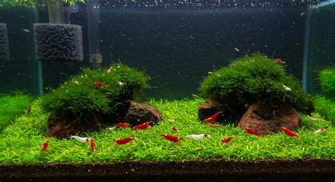 Shrimp Aquarium Setup Guide Create A Thriving Ecosystem For Beginners