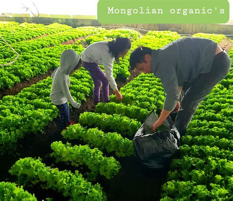 Хүлэмжний ногоо хураах зугаалганд Мөнх Ногоон Амьдрал Facebook