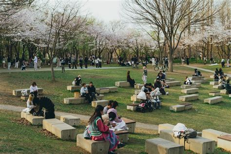 가족 친화적 인 개화 시즌 거리 사진 건물 경치 공공 공원 꽃이 만발한 나무 나무의 꽃 녹색 공간 대한민국 도시 공원 도시 사진 도시 생활 도시 탈출