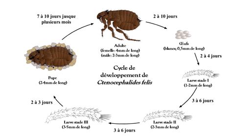 Linfestation De Puces Clinique Vétérinaire Valmont