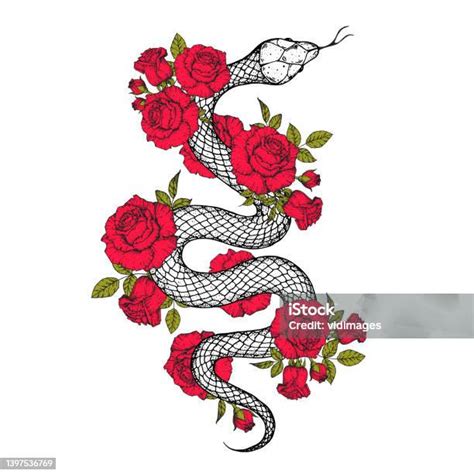 뱀과 장미 일러스트 벡터 그림입니다 티셔츠 프린트 패브릭 및 기타 용도를 위한 손으로 그린 일러스트레이션 T 셔츠에 대한 스톡 벡터 아트 및 기타 이미지 Istock