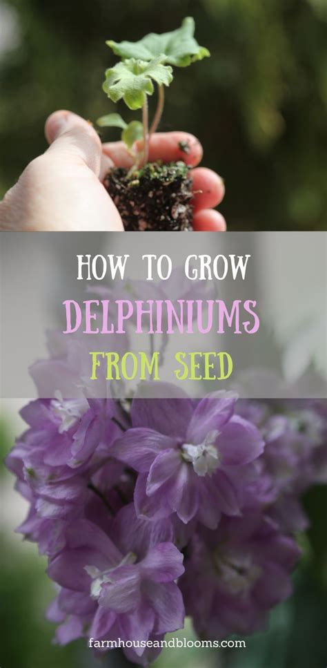 How To Grow Delphiniums From Seed Delphinium Delphinium Flowers Flowers Perennials