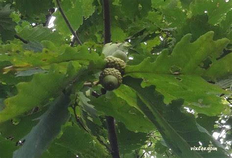 참나무 종류 별 정보 총정리 잎 열매 수피 떡갈나무상수리나무신갈나무졸참나무갈참나무대왕참나무도토리나무 Ver