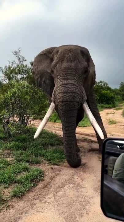 Gilbert Ombeva On Linkedin Elephantwisdom Wildlifewonders
