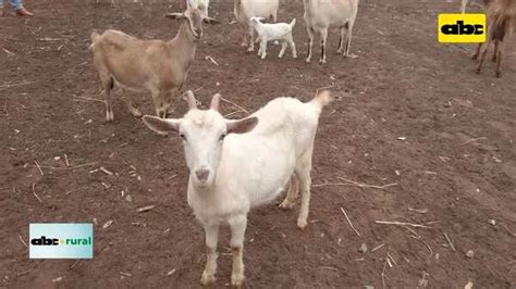 Video Habilitada La Importación De Semen Ovino Y Caprino De Brasil A
